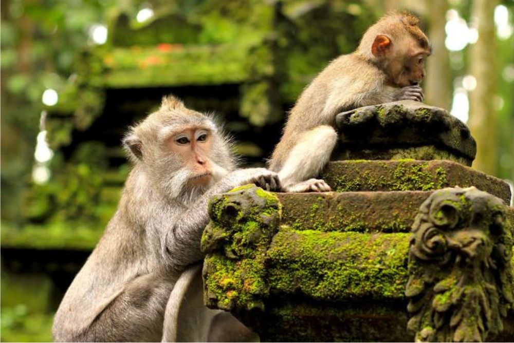 Denpasar Ubud Tour - Enjoy Bali Vacation