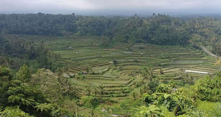 Subak Bali, Kelestariannya di Tangan Kita Semua - Article - Bali Kuna Agri