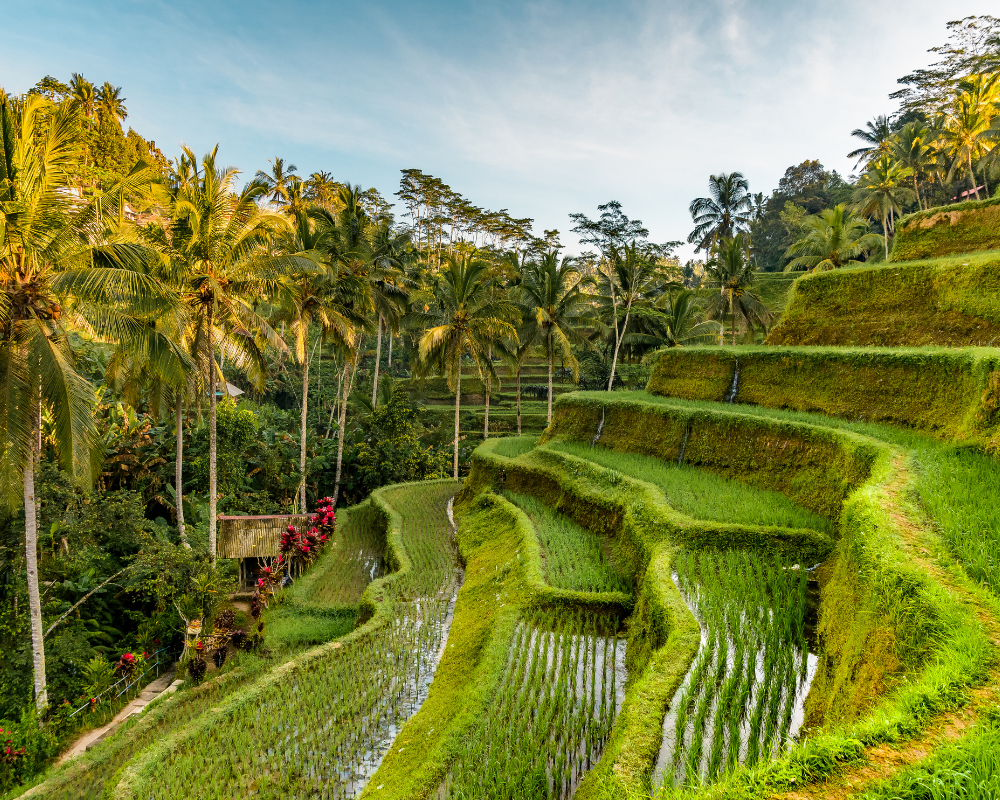 Agung Bali Tours - Reliable & Trust Worthy Private Driver In Bali