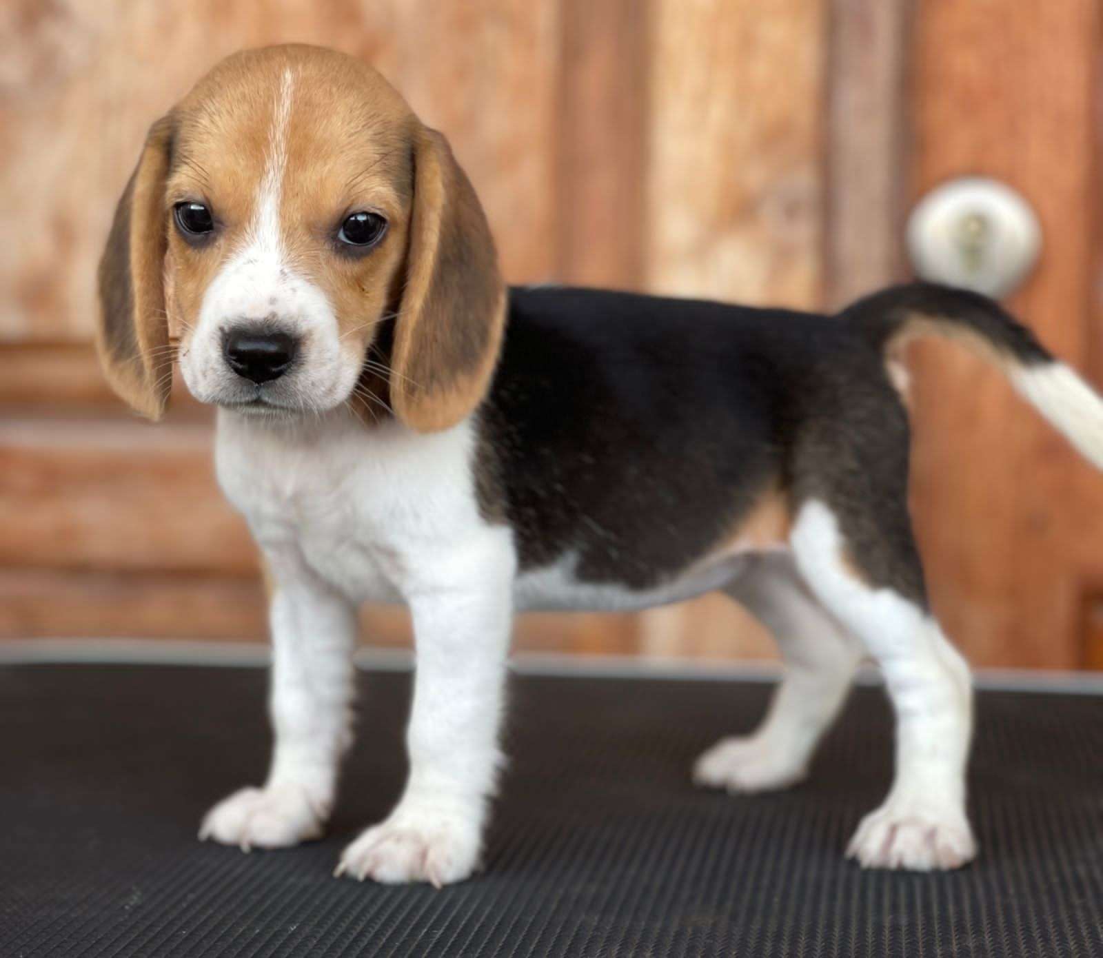 Dog Society Kennel Bali - Pusat Anjing Ras di Bali