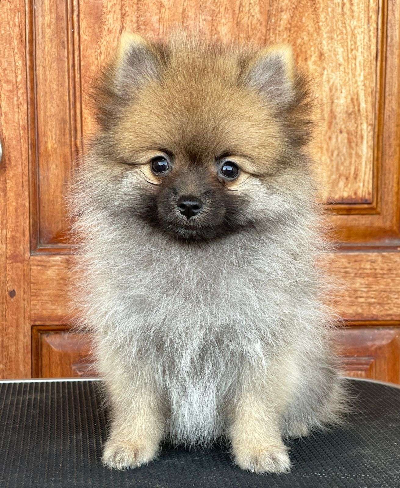 Dog Society Kennel Bali - Pusat Anjing Ras di Bali